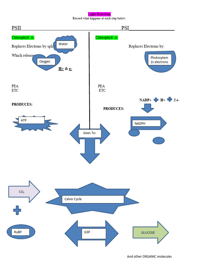 Photosynthesis Graphic Organizer 2023 | PDF | Science & Mathematics