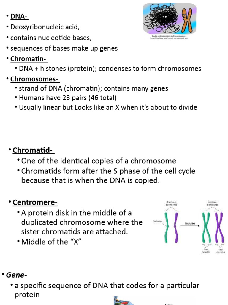 Cell Division and DNA Structure Explained | PDF | Mitosis | Chromosome