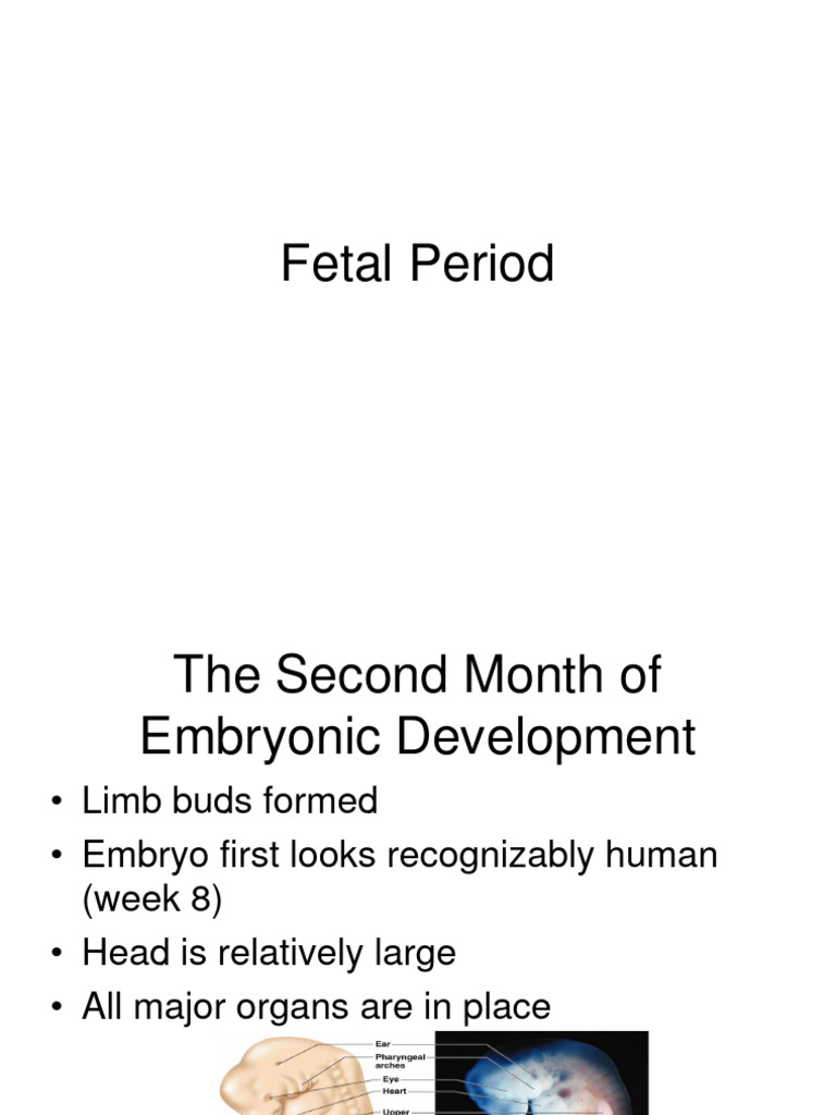 Fetal Period | PDF