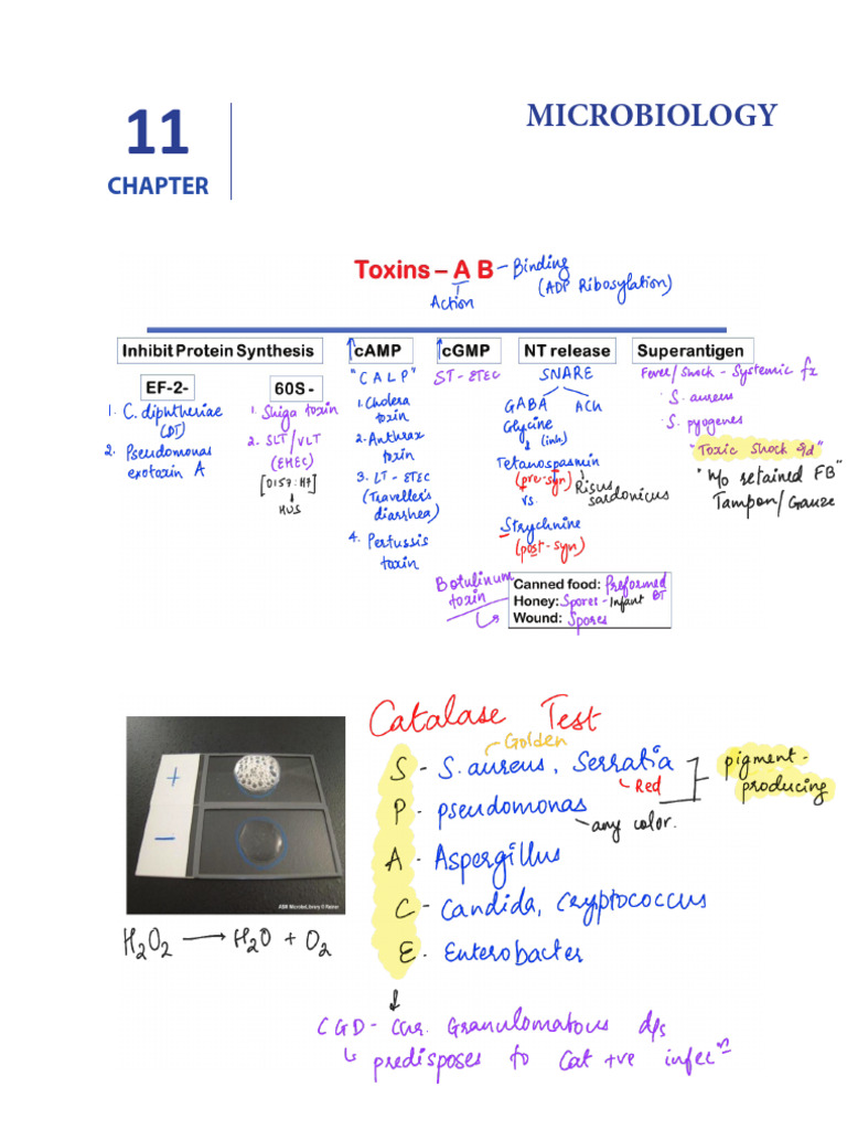 Micro With Bonus | PDF | Staining | Bacteria