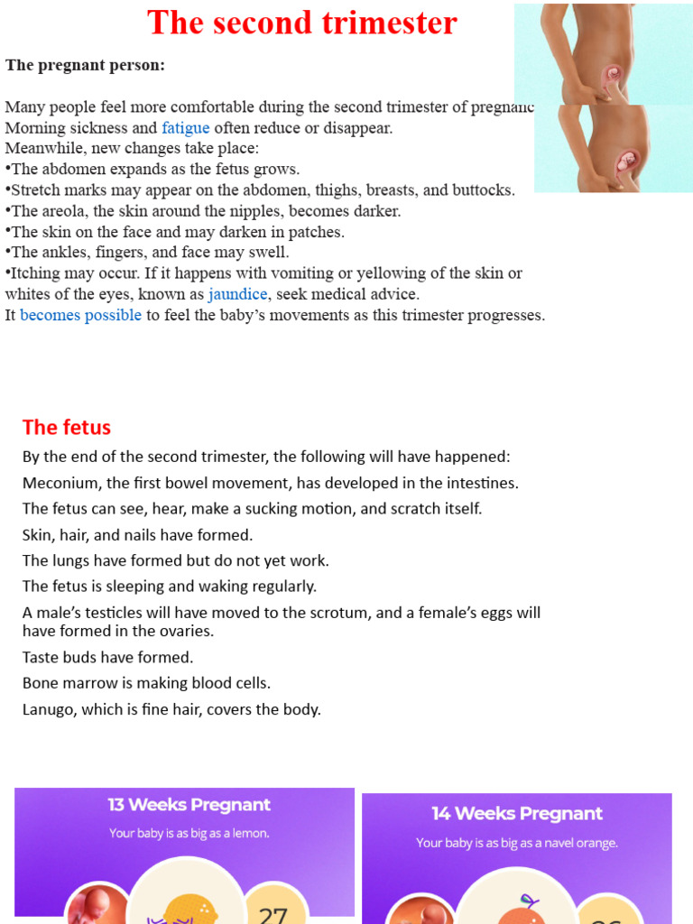 2nd 3rd Trimester | PDF