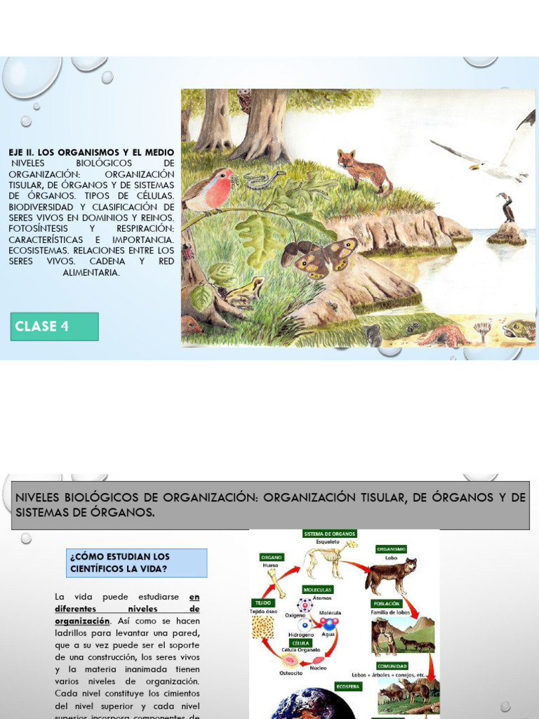 Niveles Biológicos y Vida Compleja | PDF | Organismos | Biología Celular)