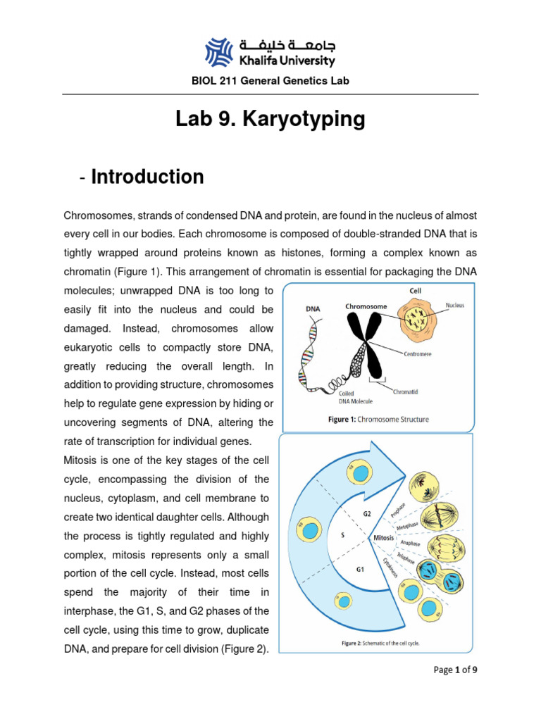 Lab Manual 9. Karyotyping | PDF | Mitosis | Chromosome