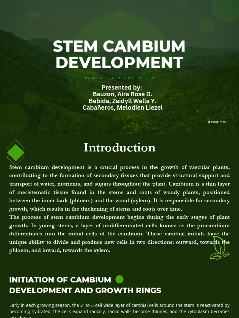 Stem Cambium Development | PDF | Plant Stem | Wood