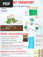 Transport in Plants - IGCSE Biology Notes | PDF | Leaf | Root