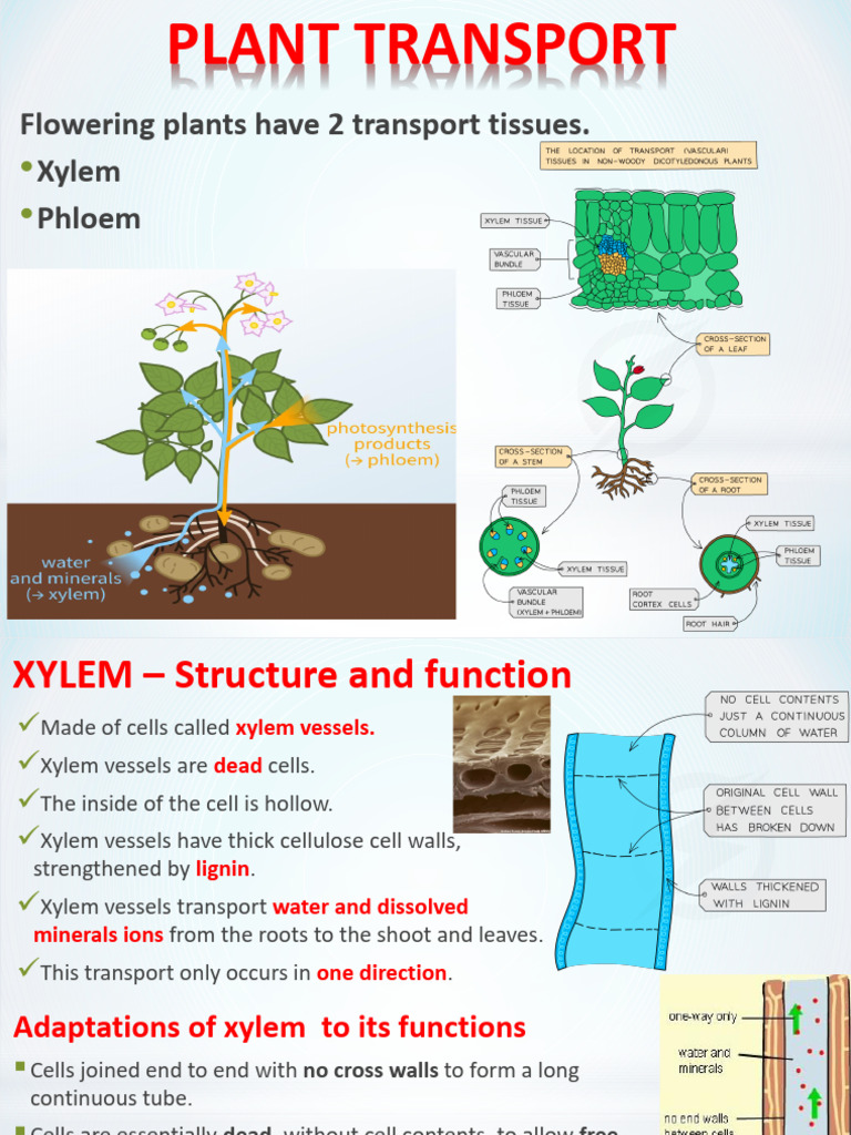 Plant Transport System Overview | PDF | Plant Stem | Leaf