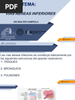 Anatomia de Via Aerea Inferior | PDF | Pulmón | Anatomía