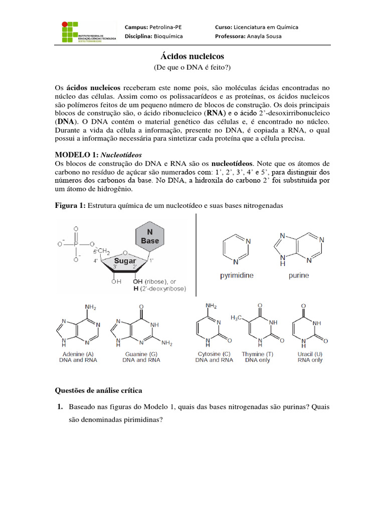 POGIL - Ácidos Nucleicos | PDF | RNA | DNA