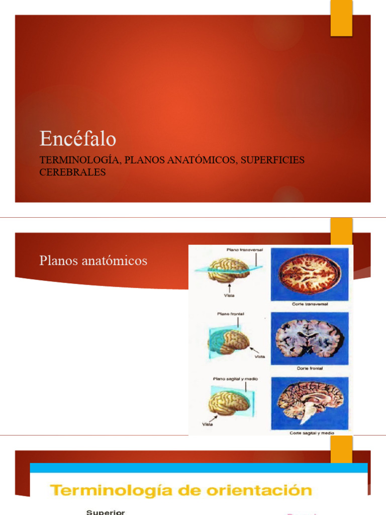 En Cefalo | PDF | Cerebro | Hemisferio cerebral