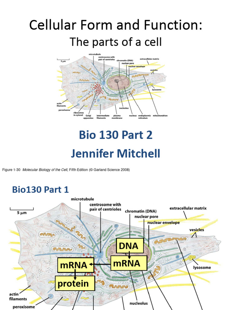sect2_lec1_1ppt | PDF | Cell Membrane | Cell (Biology)