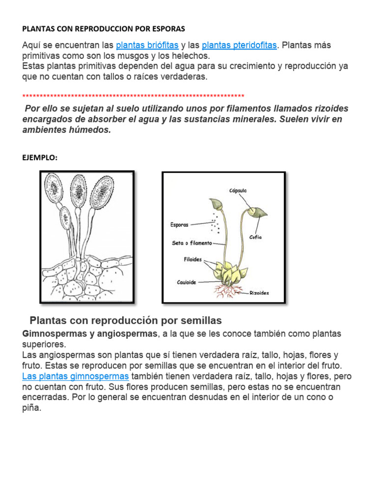 Plantas con Reproducción por Esporas | PDF | Plantas | Semilla