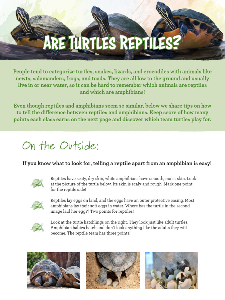 Is A Turtle A Reptile Printable | PDF | Amphibian | Reptile