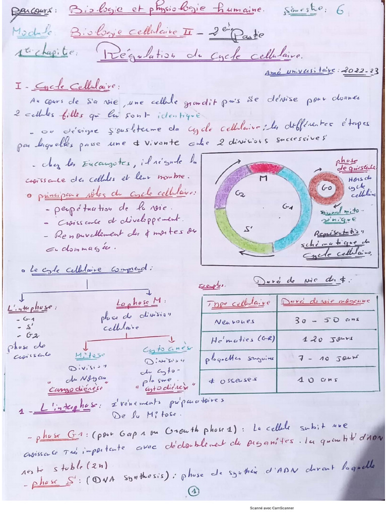 Résumé Bc Ii Partie 2 Cycle Cellulaire Pdf