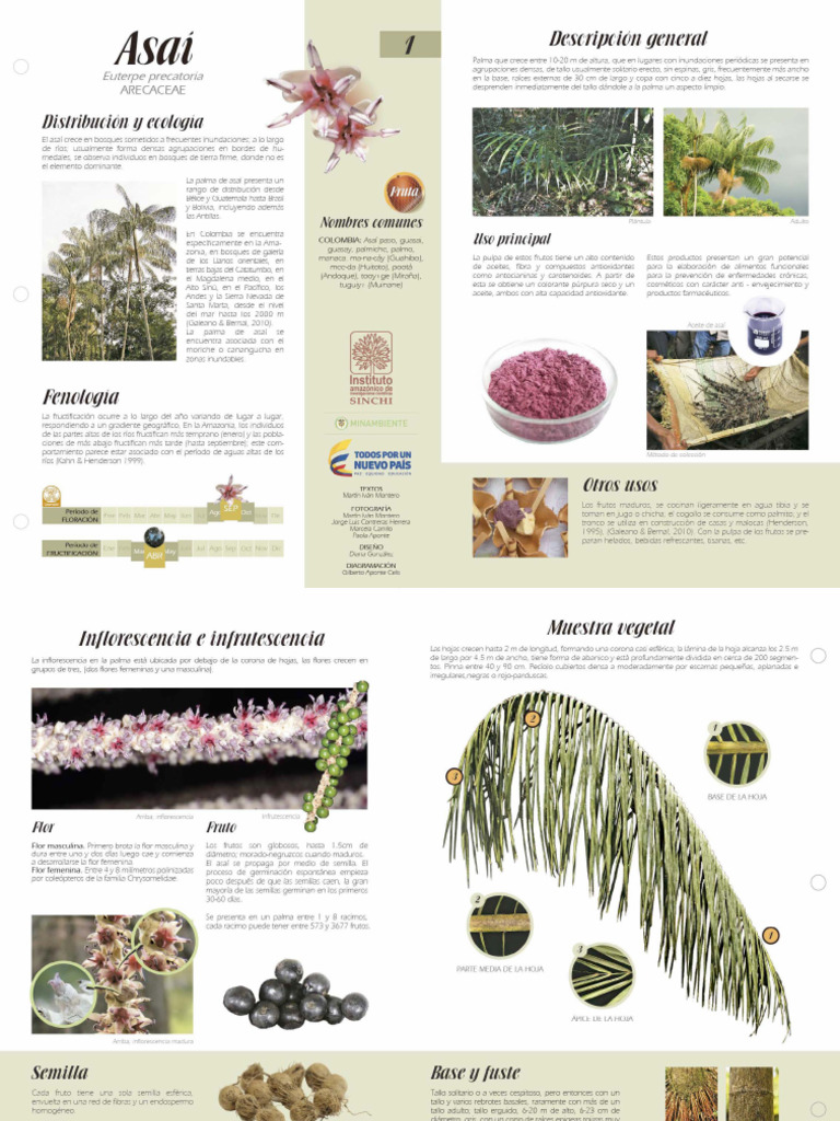 Fichas Tecnicas de Especies de Uso Forestal y Agroforestal de La ...