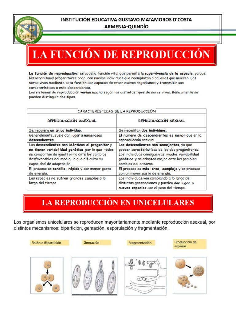 Guia Reproduccion Grado 8 Periodo 1 | Descargar gratis PDF | Reproducción | Flores