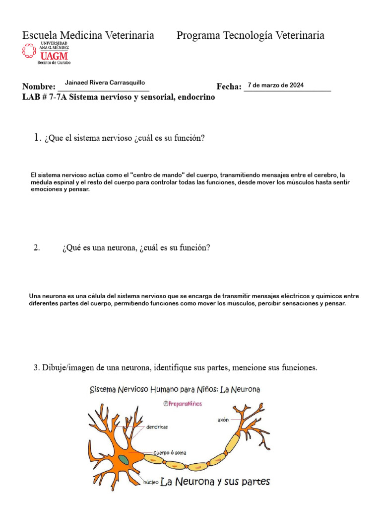 Sistema Nervioso y Neuronas en Veterinaria | PDF | Neurona | Sistema ...