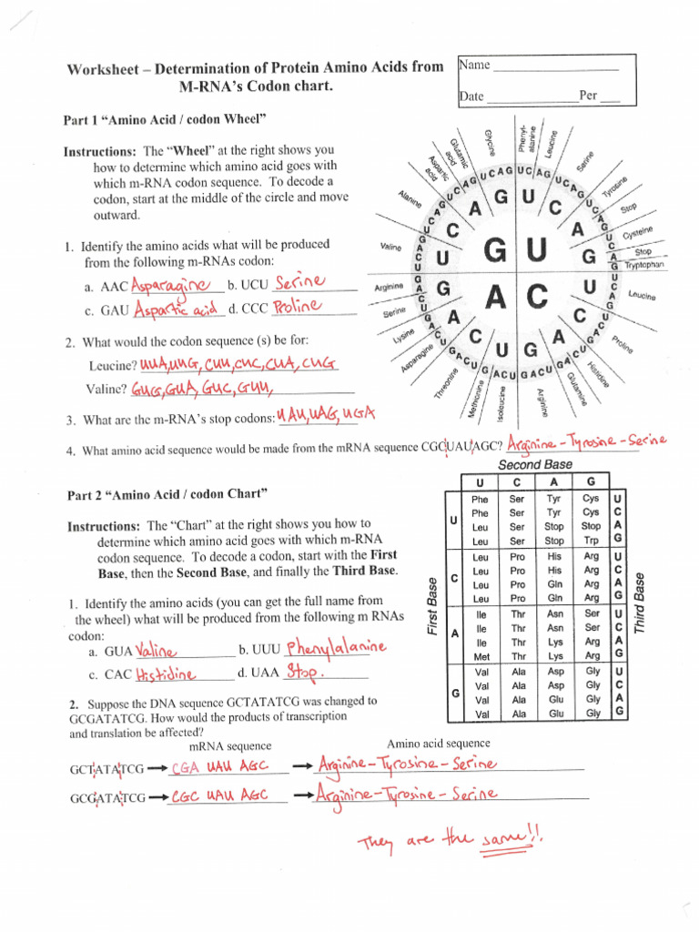 Base Pairing Worksheet 3 Determination Key | PDF