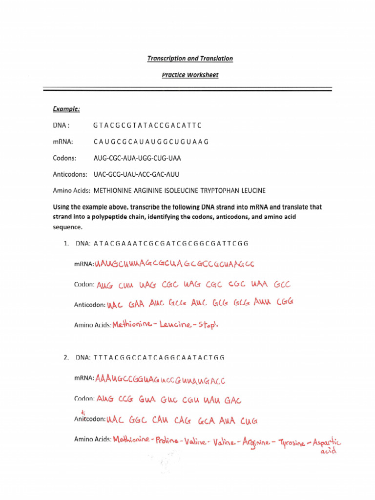 Transcription and Translation Key | PDF