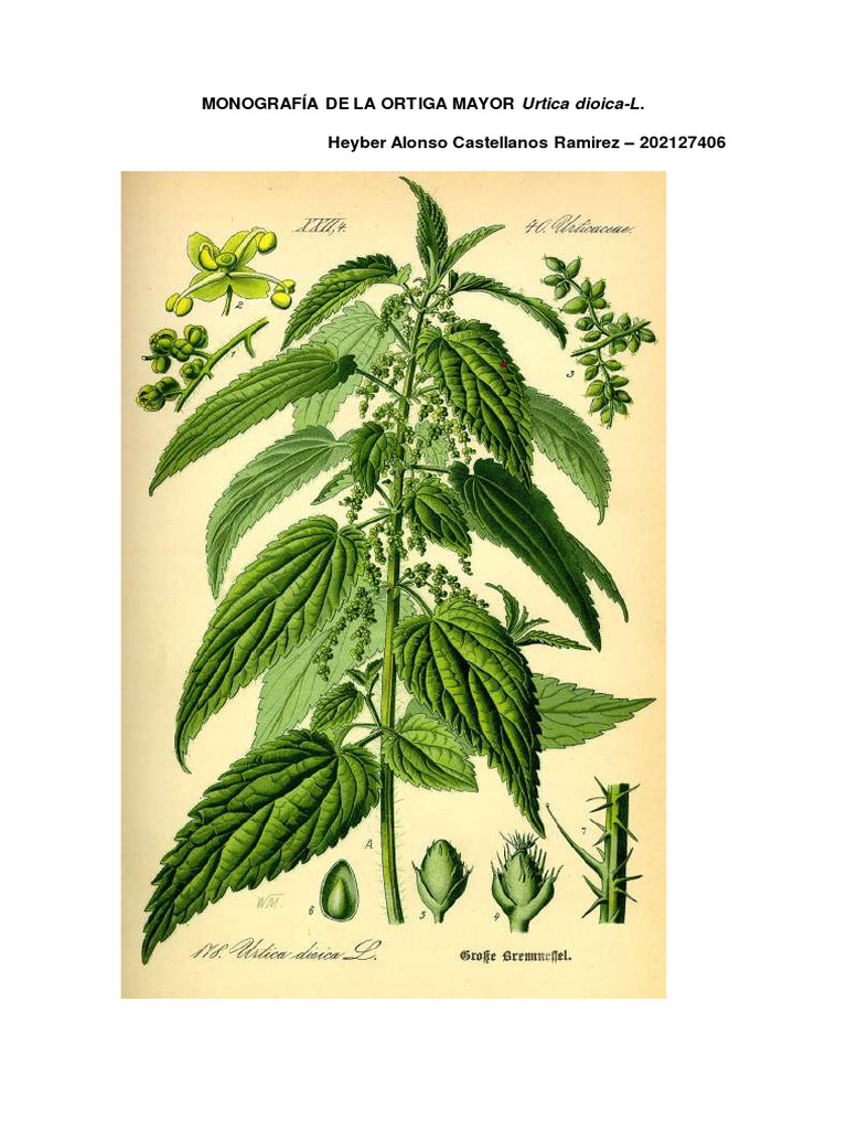 MONOGRAFÍA DE LA ORTIGA MAYOR Urtica Dioica | PDF