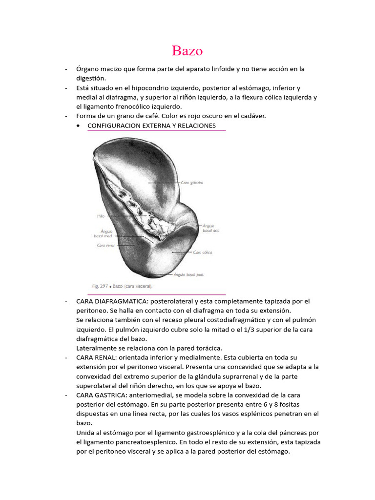 Anatomía del Bazo: Detalles y Relaciones | PDF | Bazo | Estómago