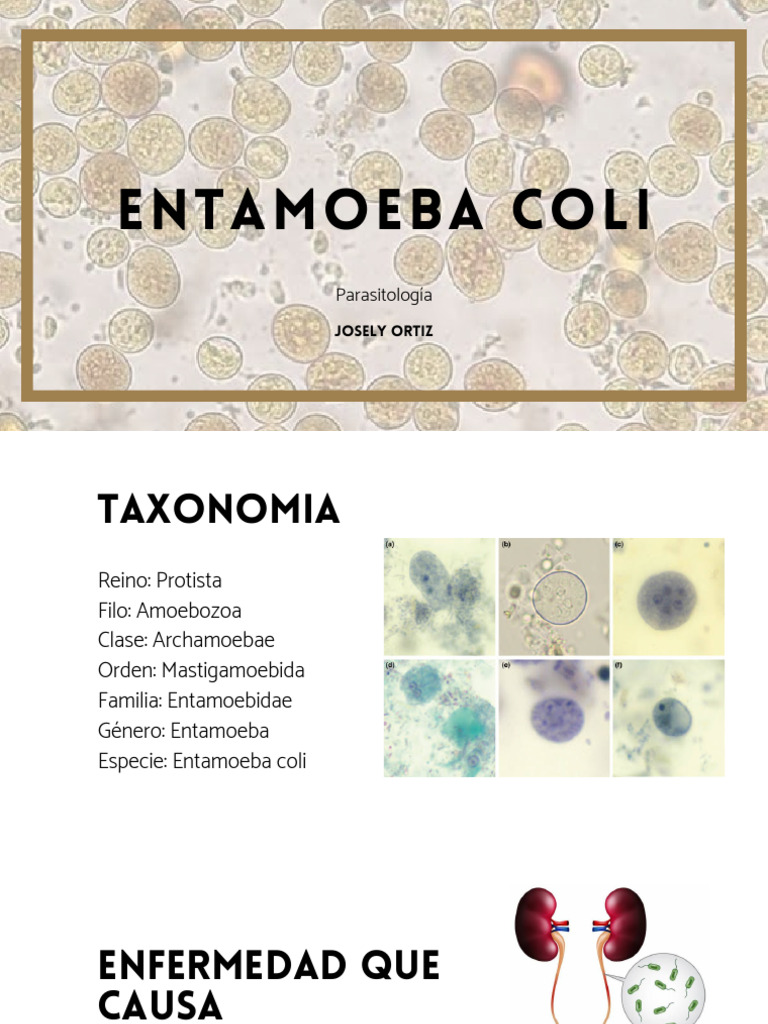 Entamoeba Coli | Descargar gratis PDF | Escherichia coli | Heces