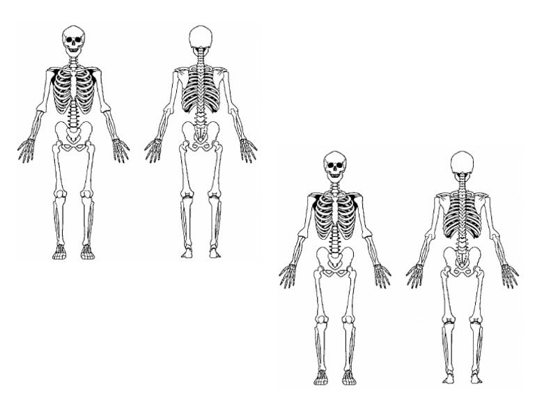 Esqueleto Axial Y Apendicular Pdf
