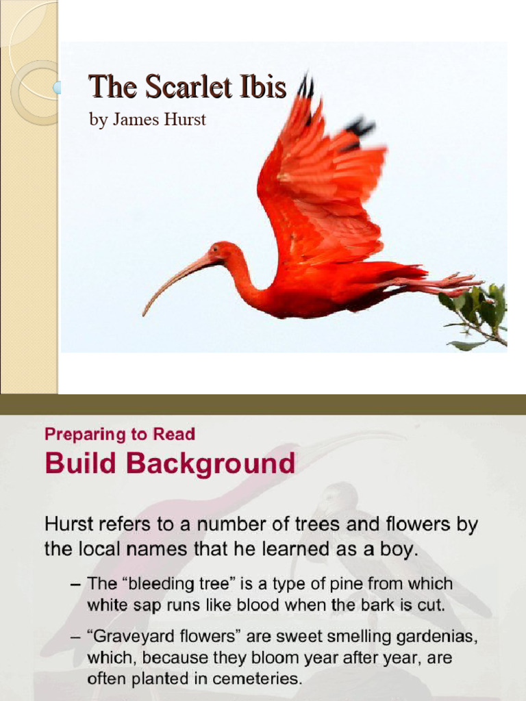 The Scarlet Ibis | PDF | Allegory