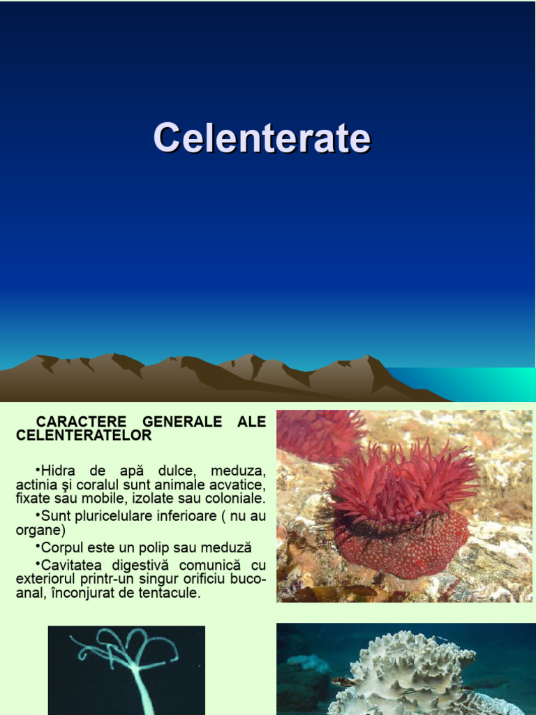 Lectie 12 Celenterate. Viermi Paraziti Lati. | PDF