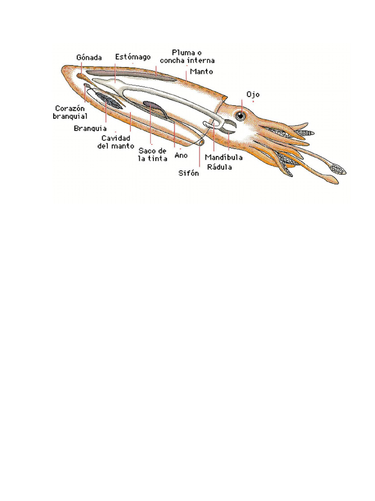 Dibujo Calamar | PDF