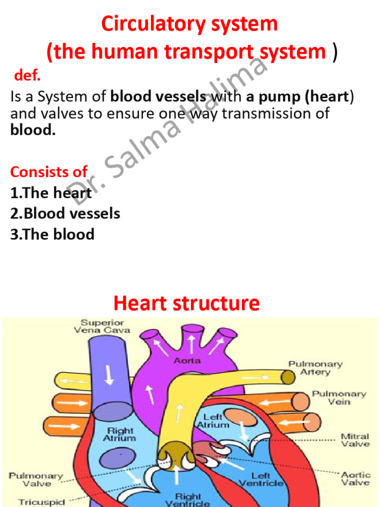 circulatory system pdf | PDF | Heart Valve | Heart
