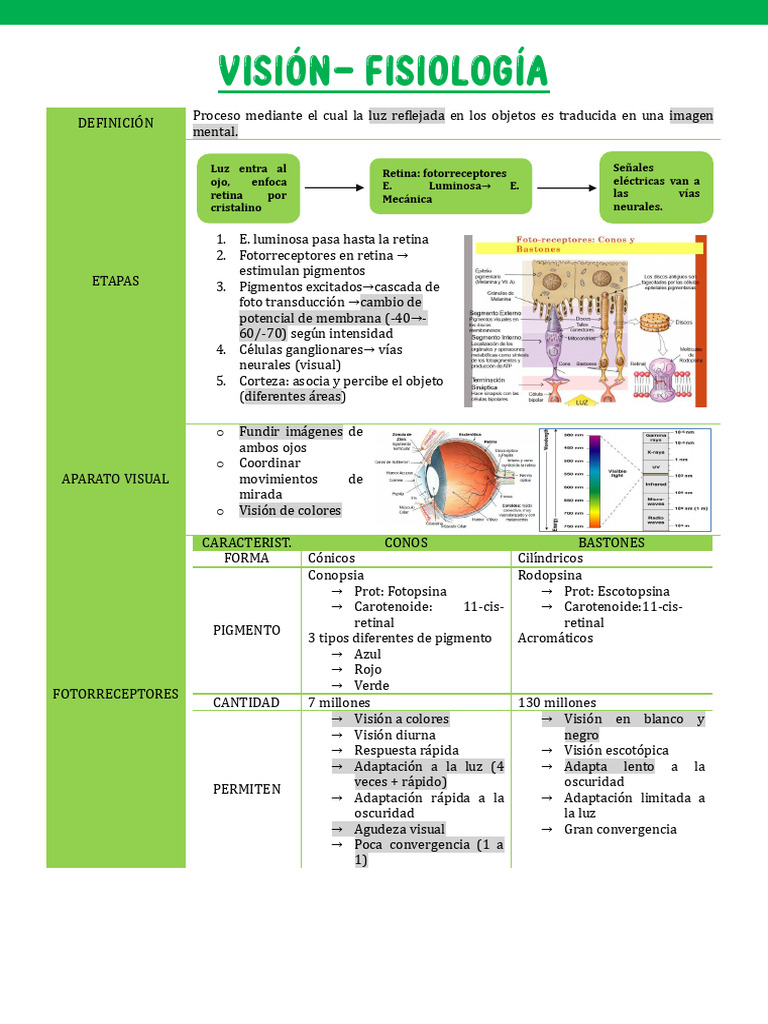 Oftalmo-Visión Fisiología | PDF | Percepción visual | Retina