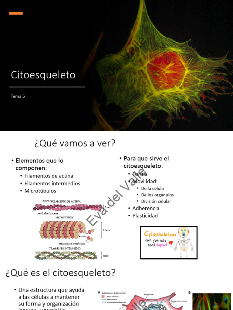 05 Citoesqueleto | PDF | Microtúbulos | Citoesqueleto