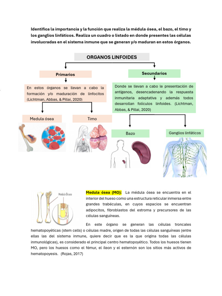 Sistema Inmune | PDF | Hematopoyesis | Linfocitos