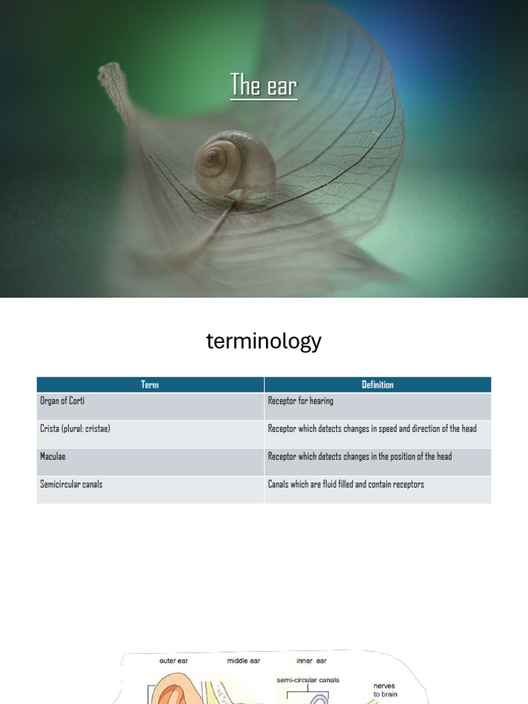 The Ear Pdf Ear Hearing