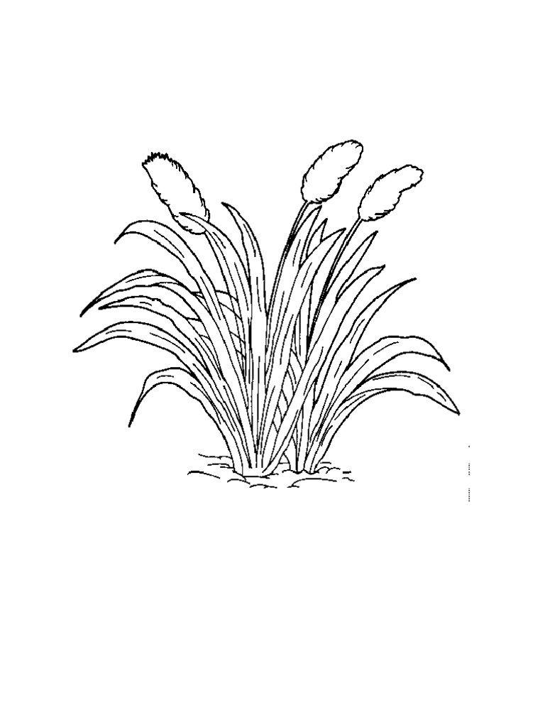 Mewarnai Rumput | PDF