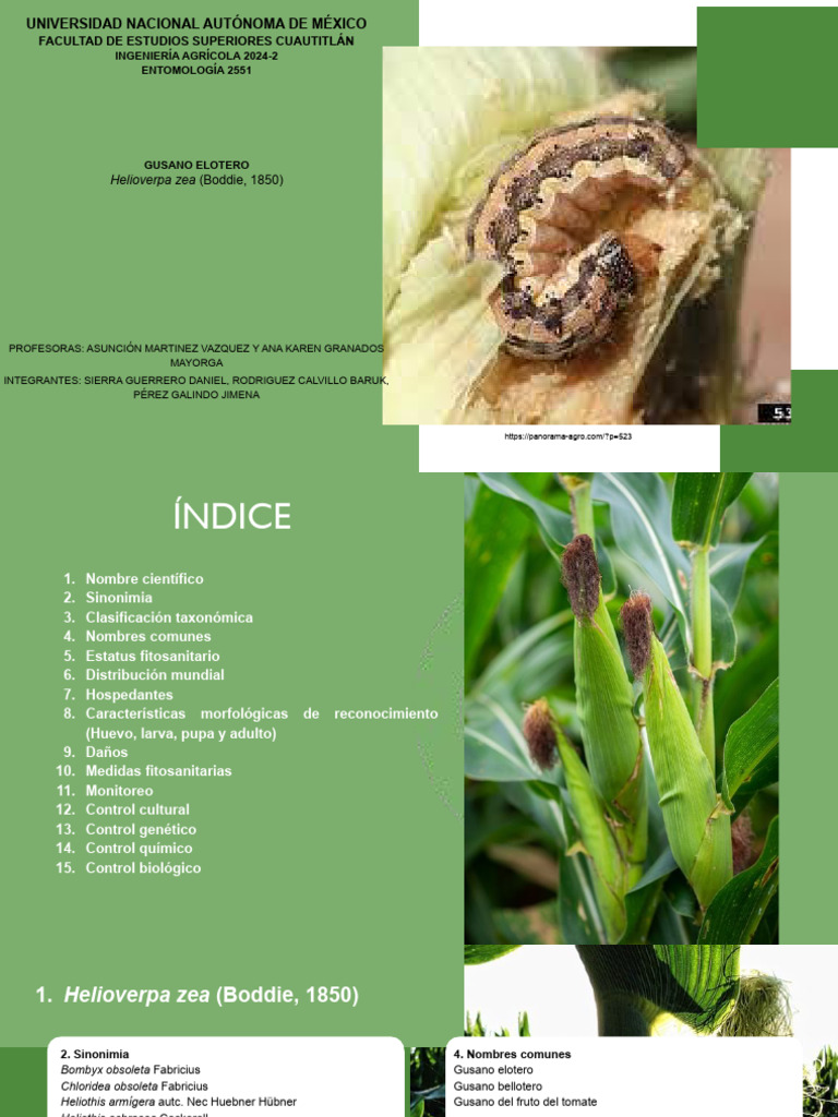 Gusano Elotero | PDF | Maíz | marrón