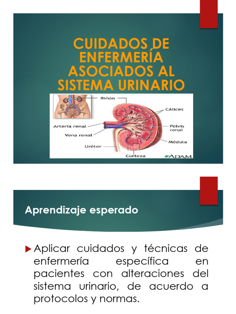 CLASE 17 sistema urinario (2) | PDF | Enfermedad renal crónica ... CLASE 17 sistema urinario (2) | PDF | Enfermedad renal crónica ...