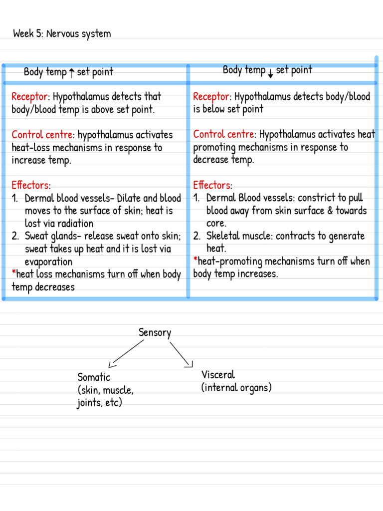 Nervous System Notes 1 2 | PDF | Motor Neuron | Nerve
