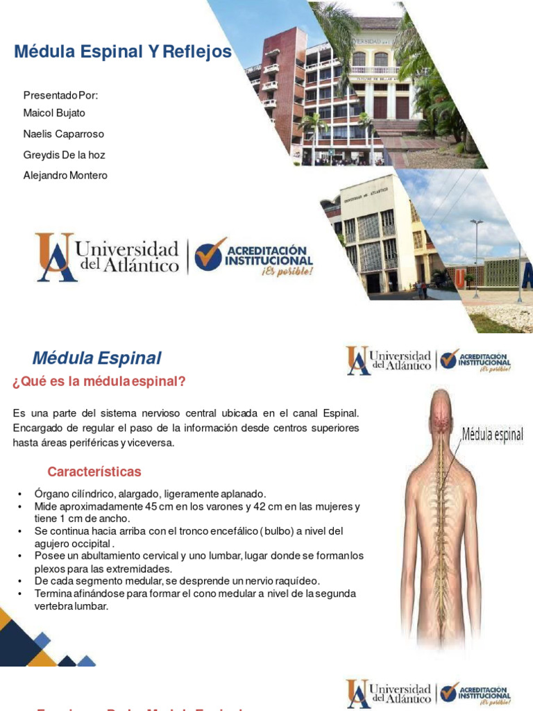 Medula Espinal Y Reflejos... | PDF | Médula espinal | Materia gris