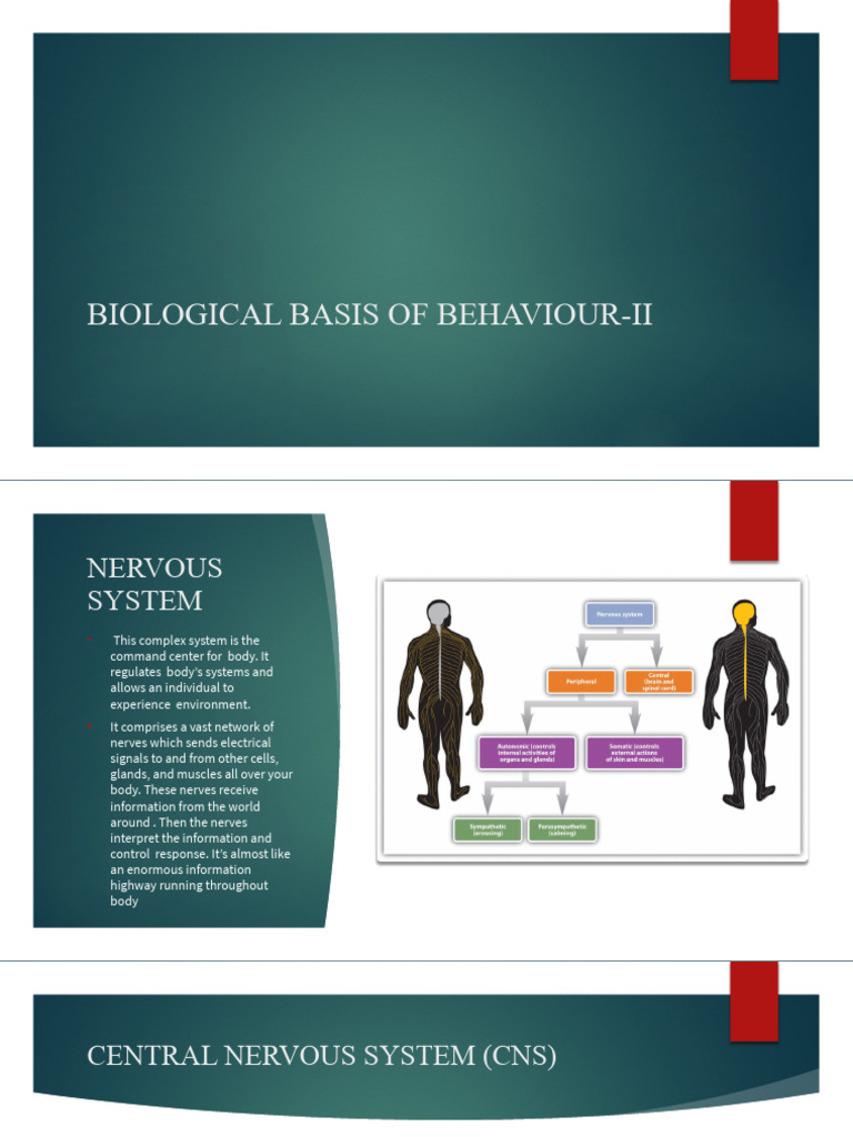 Biological Basis of Behaviour-II | PDF | Nervous System | Central ...
