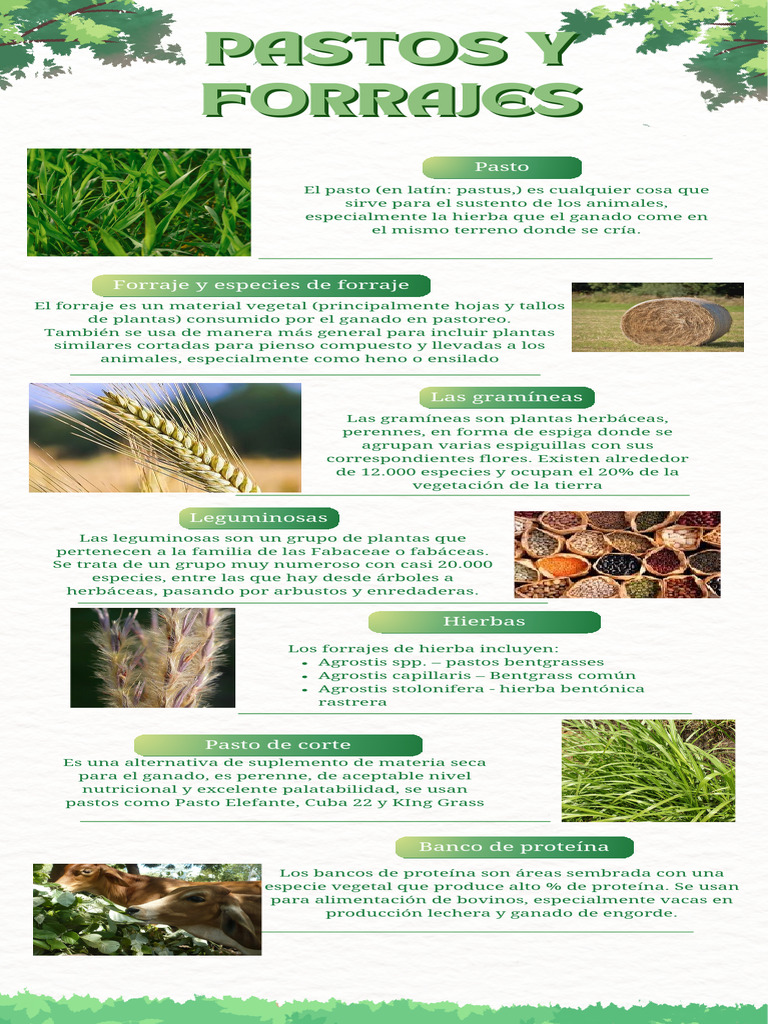 Infografia de Pastos y Forrajes | PDF | Pasto | Agricultura