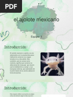 Etapas del Ciclo de Vida del Ajolote | PDF