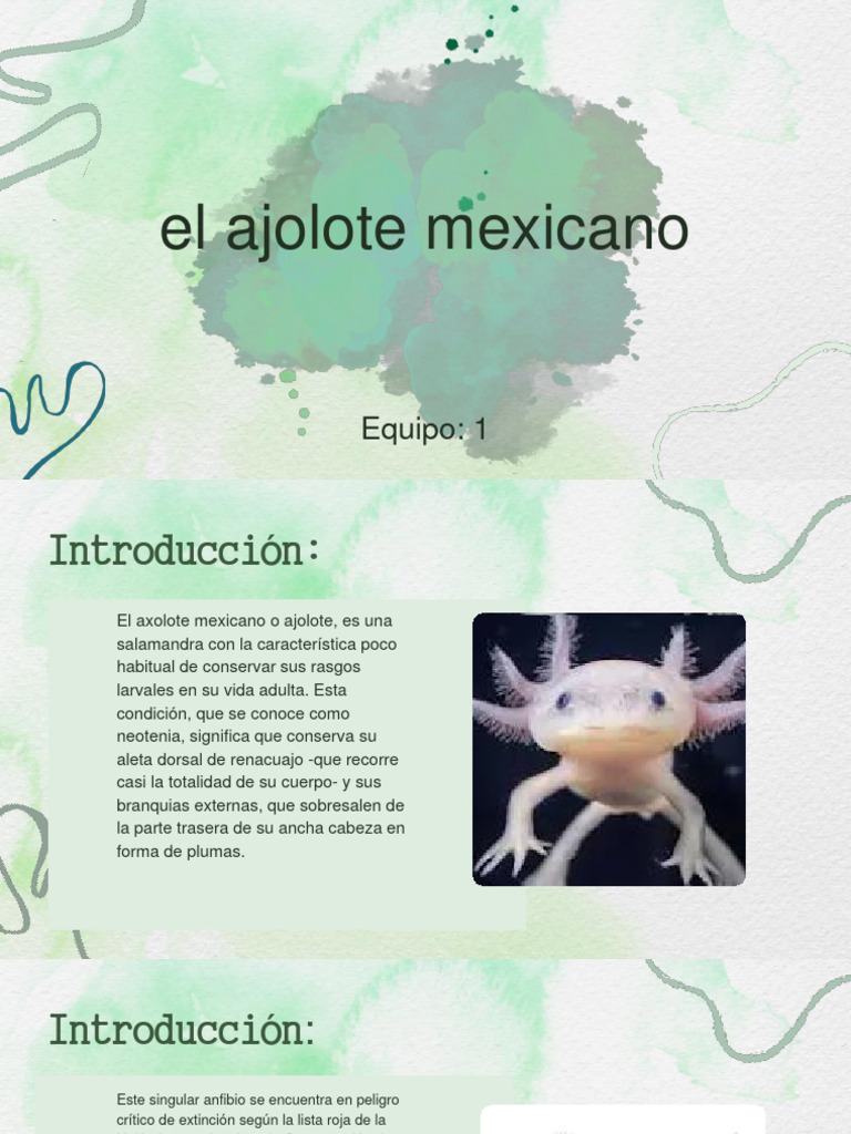 Ajolote Mexicano Equipo 1 | PDF | Hogar, jardinería y bricolaje ...
