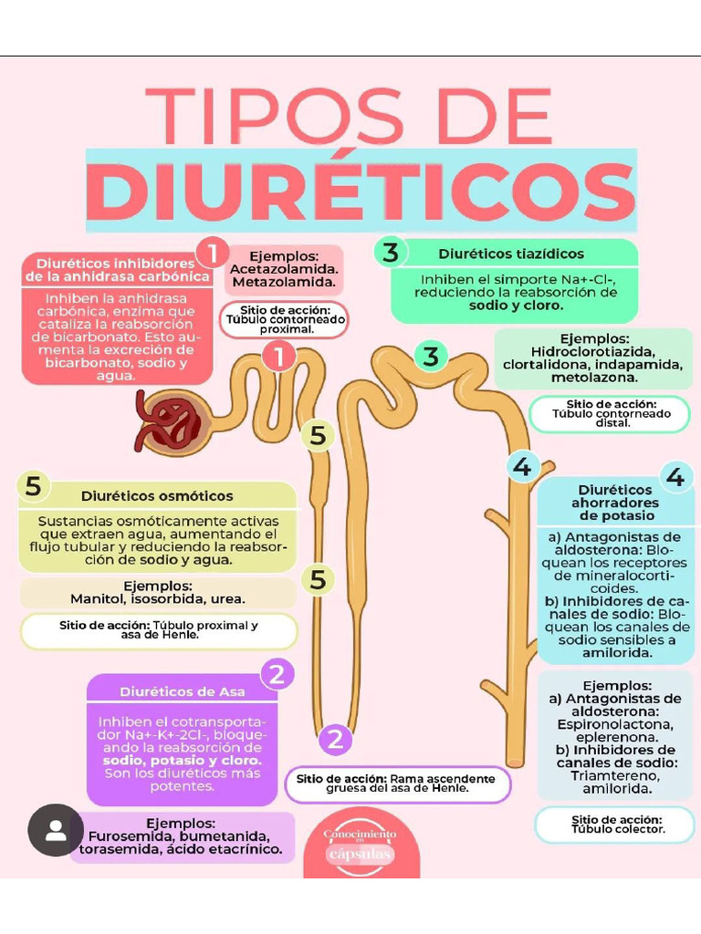 Tipos de Diuréticos | PDF
