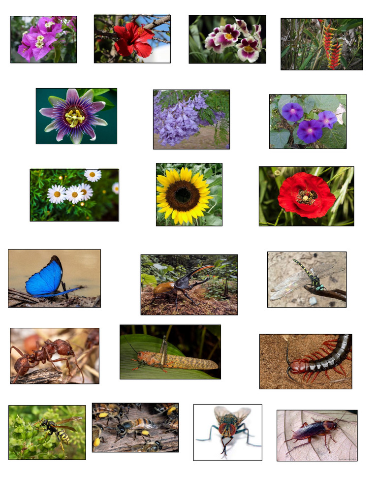 Flores e Insectos de Ecuador | PDF