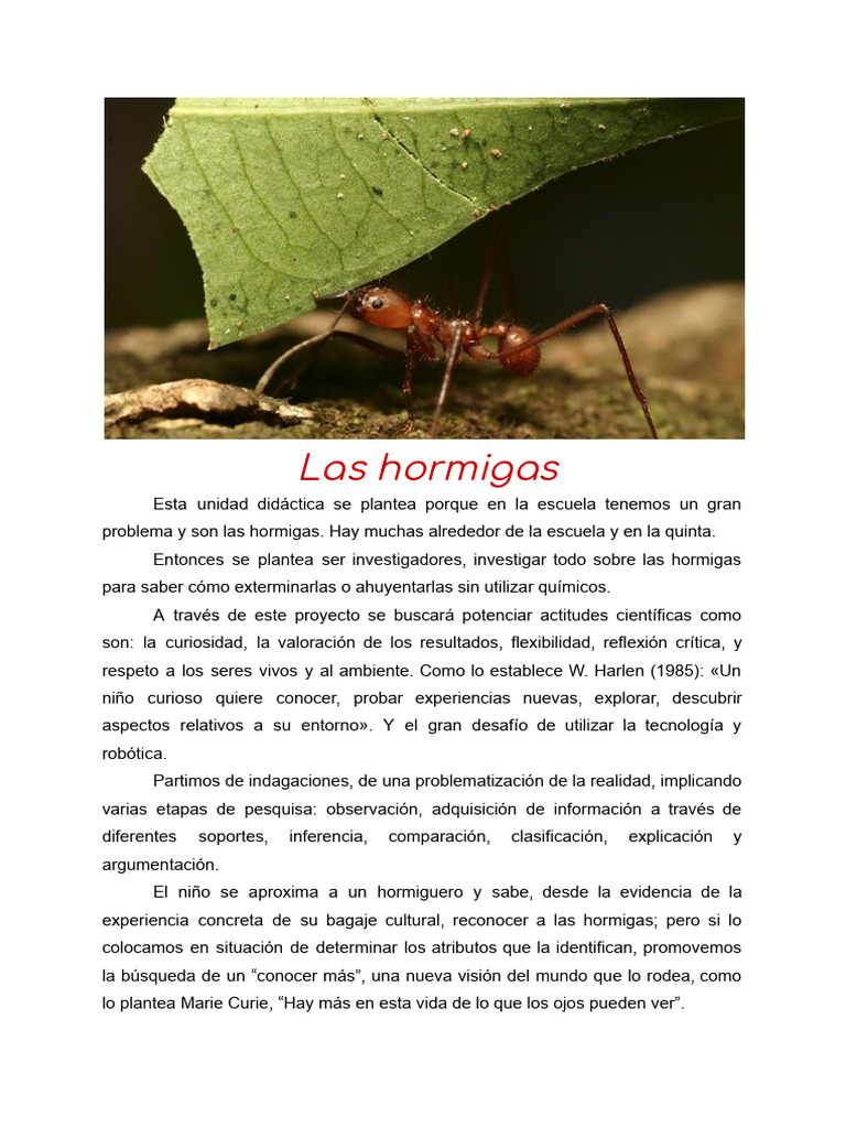 Las Hormigas | Descargar gratis PDF | Hormiga | Curiosidad