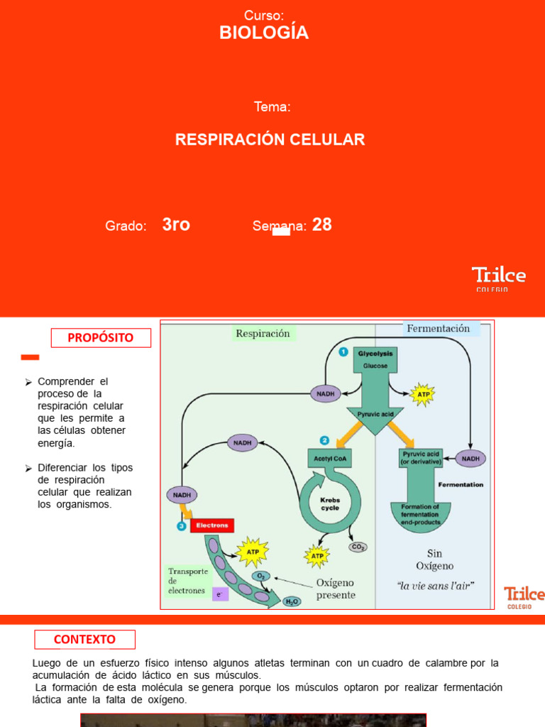 B-3ro-RESPIRACIÓN CELULAR | PDF | Respiración celular | Trifosfato de adenosina
