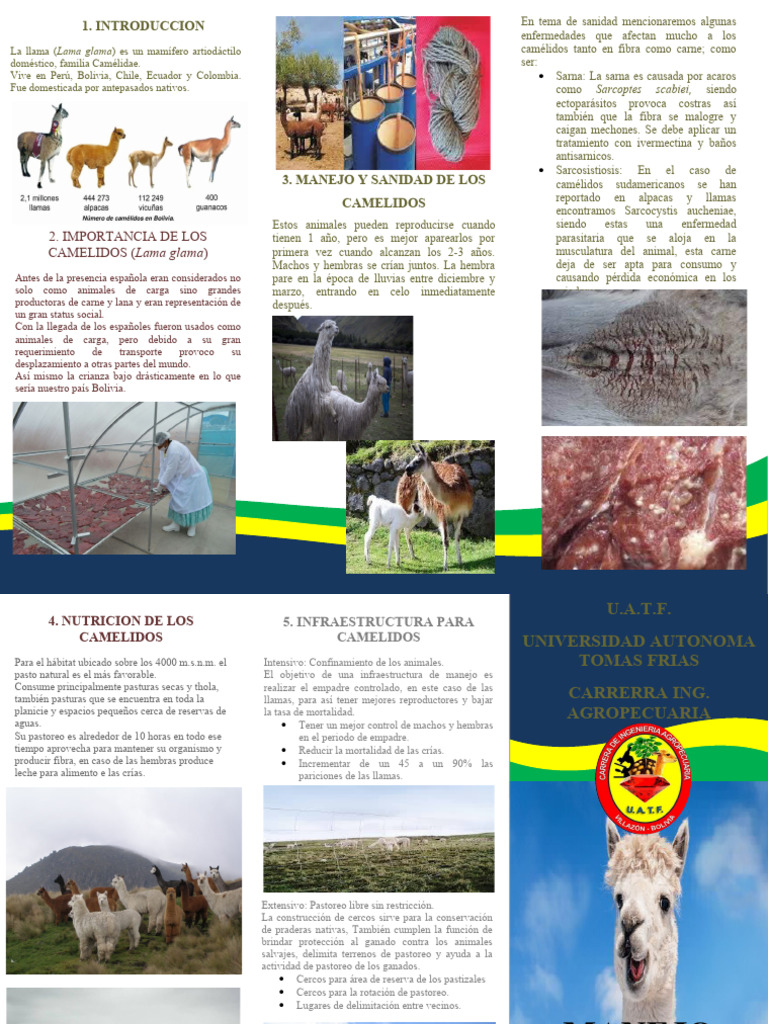 Triptico Lama glama | PDF | Pasto | Ganado