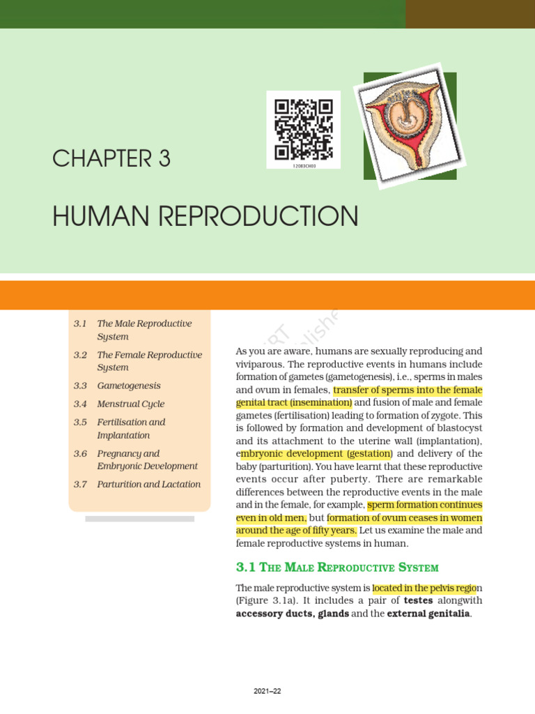 Human Reproduction (1) 2 | PDF | Menstrual Cycle | Testicle