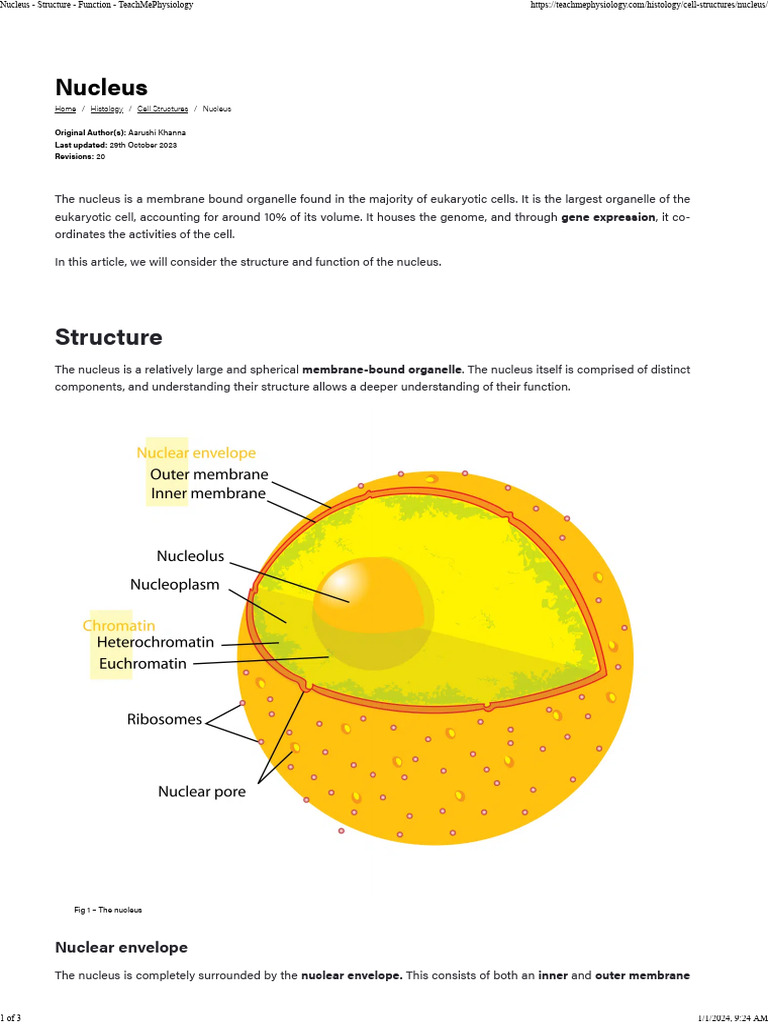 Nucleus - Structure - Function | PDF | Cell Nucleus | Chromatin